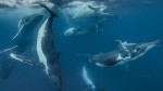 Nuevo récord Guinnes: 9 ballenas en una sola fotografía